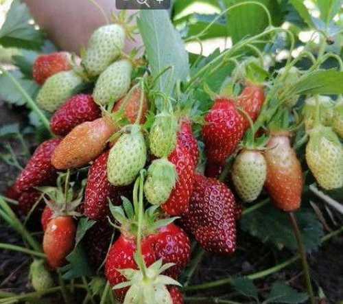 Саженцы Клубника Купчиха Улучшенная в горшке