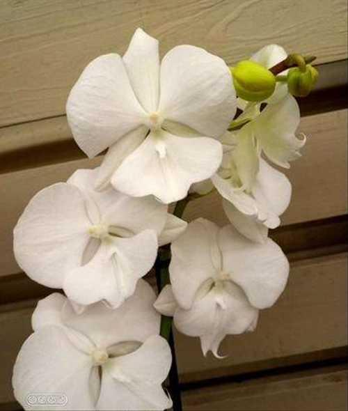 Орхидея фаленопсис биг лип белоснежный