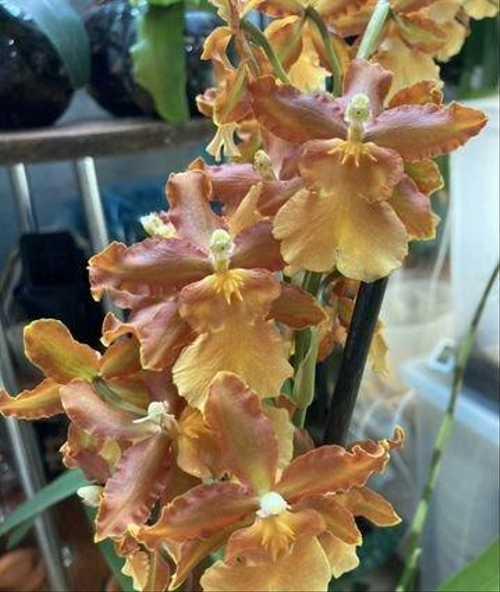 Орхидея онцидиум Odontocidium Catatante Pacific Su