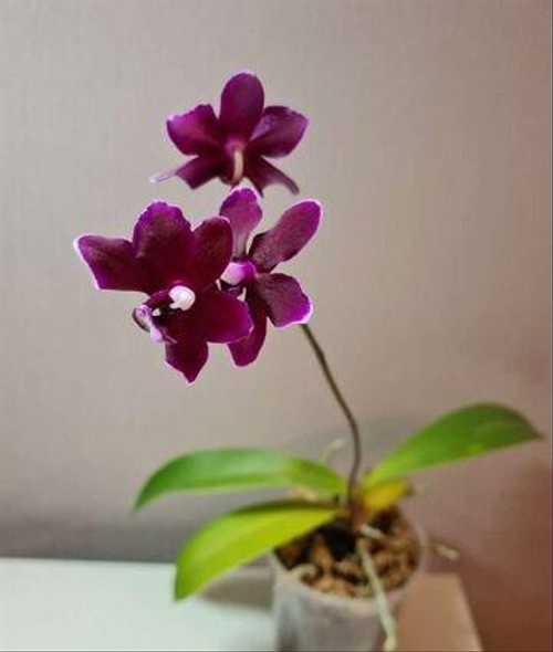 Орхидея фаленопсис phal. black pearl