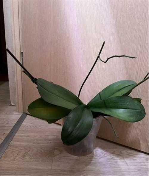 Орхидея Фаленопсис бабочка «Голден Ягуар»