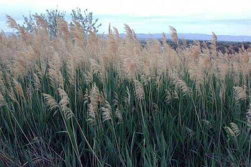 Семена тростника обыкновенного