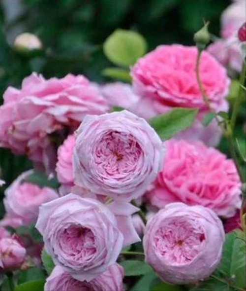 Саженцы роз плетистая