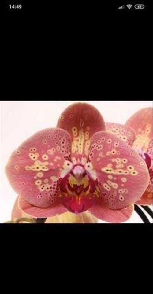 Орхидея фаленопсис Phal. Sun Peach