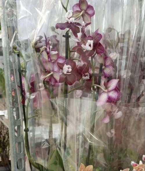 Орхидея фаленопсис тёмная 95563 Каода восковик