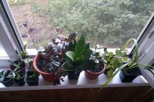 Распродаю комнатные растения