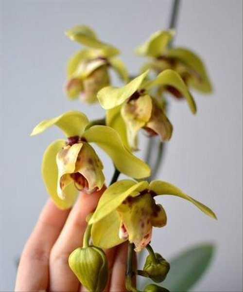 Орхидея пескара трилипс
