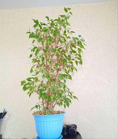 Фикус Кинки (Ficus Kinky)