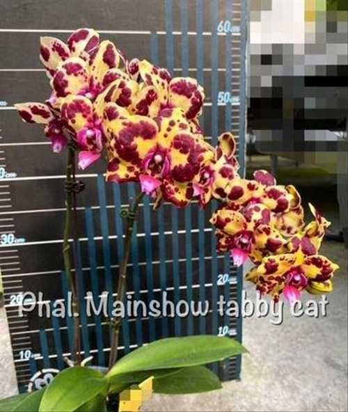 Азиатские орхидеи подростки