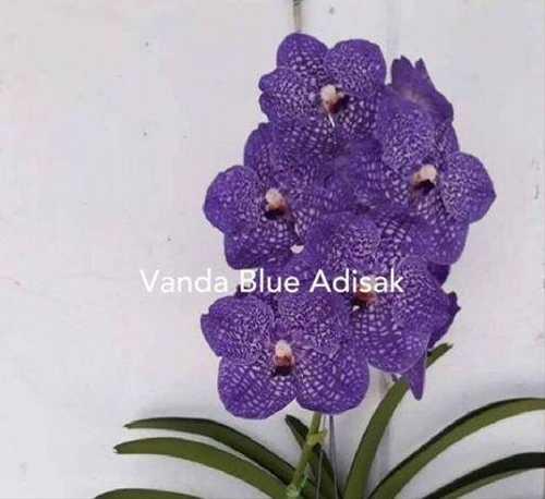 Vanda Blue Adisak