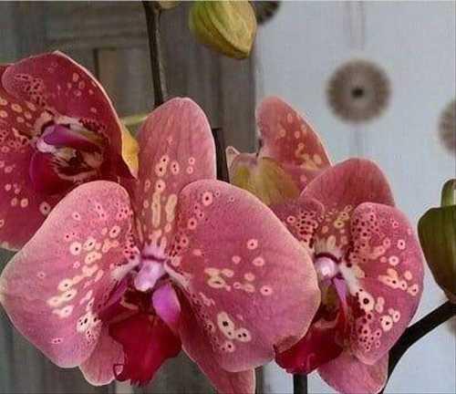 Орхидея фаленопсис дикий персик