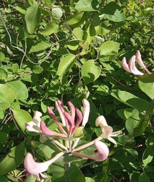 Жимолость каприфоль