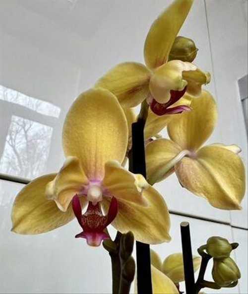 Орхидея фаленопсис мутация бантик