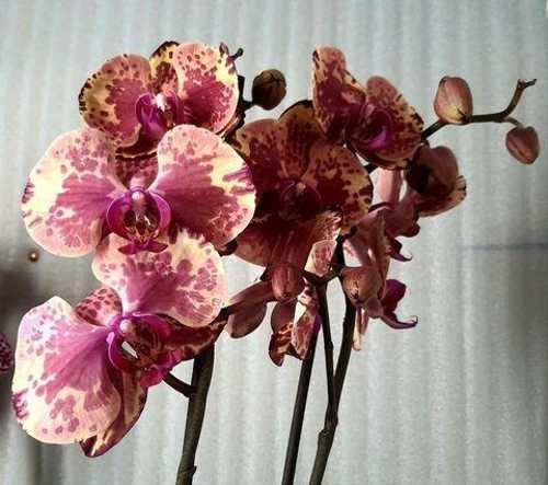 Орхидея фаленопсис Arks Ray