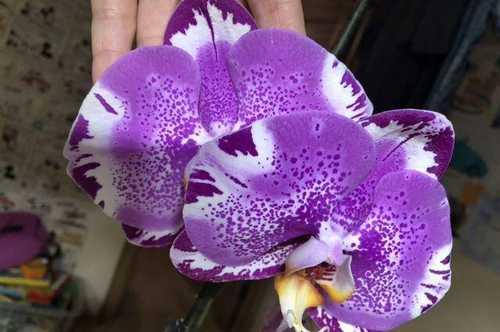 Орхидея фаленопсис викторио крупноцветковая
