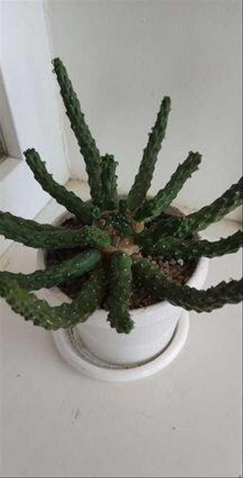 Сортовая эуфорбия Euphorbia caput medusae