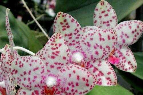 Фласка. Орхидея фаленопсис