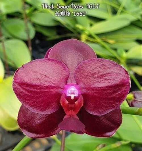 Орхидея Phal. Sogo Relex '1661'