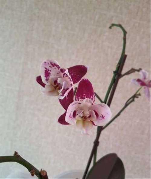Орхидея Фаленопсис мультифлора пелор