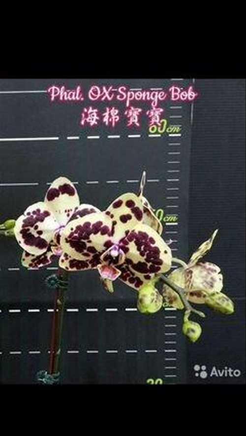 Орхидея фаленопсис Спанч Боб