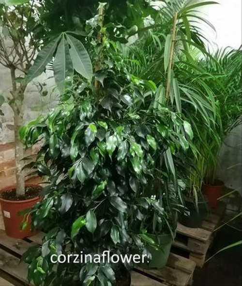 Фикус бенжамина Миднайт леди 110-130см