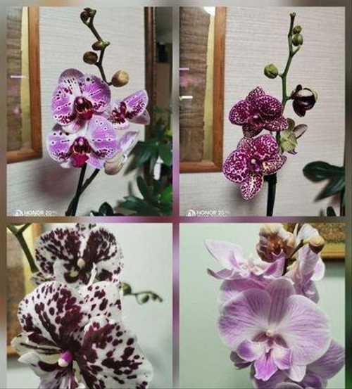 Орхидеи Биг липы