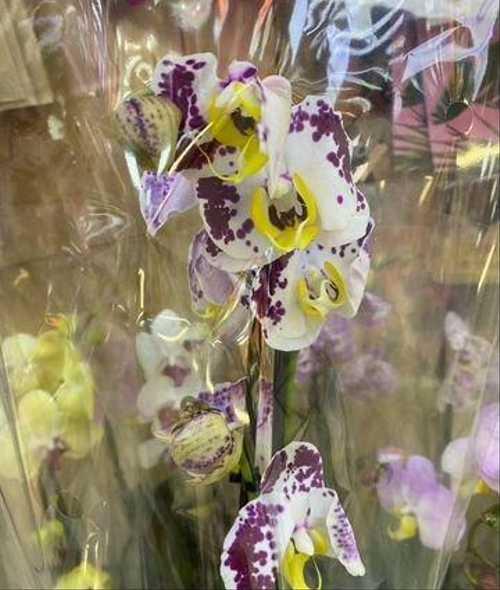 Орхидея фаленопсис микс каждую неделю поставка
