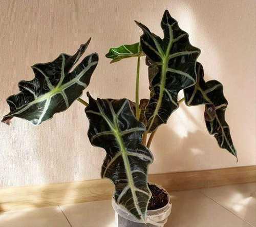 Алоказия амазонская (Alocasia amazonica)