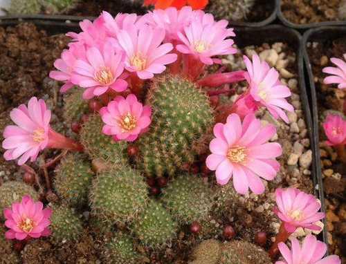 Кактус Rebutia pulvinosa ssp. perplexa