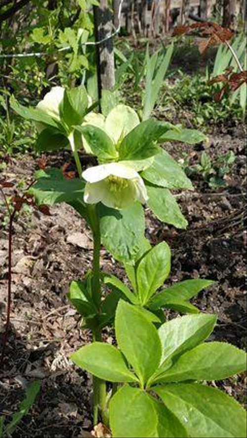 Морозник чёрный Нигер (Helleborus niger)