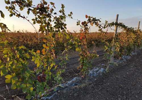 Малина, ежевика саженцы. Ягодник Ростовской обл