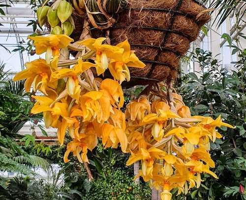 Орхидея стангопея Stanhopea graveolens