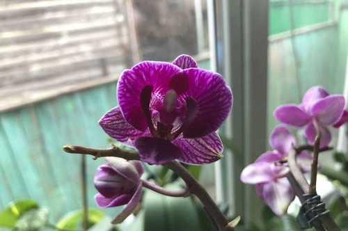 Орхидея сортовая пелор (пелорик )