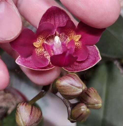 Орхидея Tying Shin Peloric N9172. Пелорик, трилипс