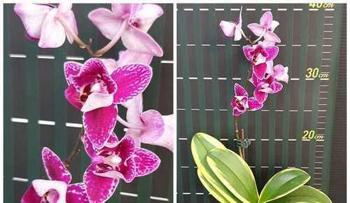Орхидея Phal. Chia E Yenlin (variegata & 3 lips)