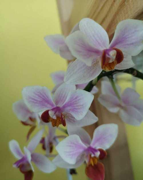 Орхидея фаленопсис Эквестрис