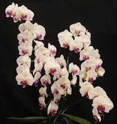 Орхидея Charming Crystall Ball TWM-Lee 1284