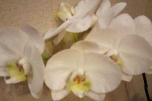 Орхидея фаленопсис, белая