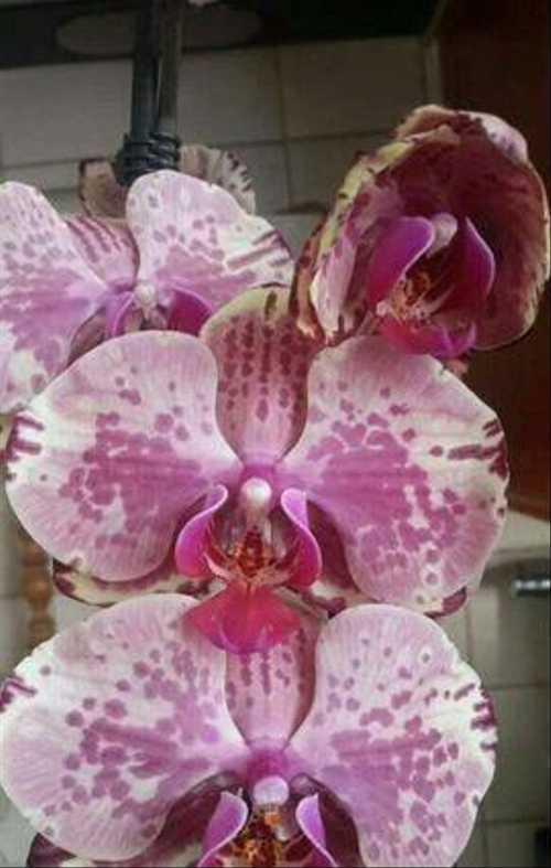 Орхидея фаленопсис реанимашка аркс рей и др