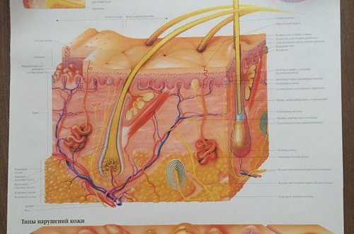 Анатомический плакат