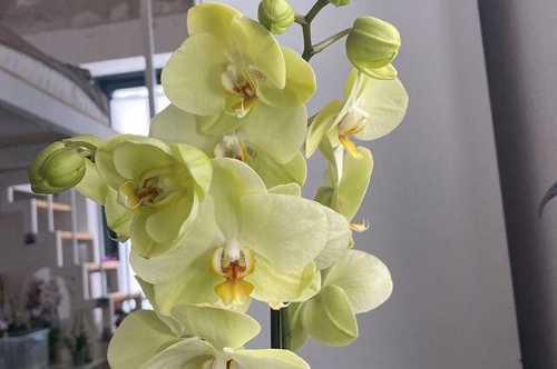 Орхидея Яра Брайт (Yara Bright)