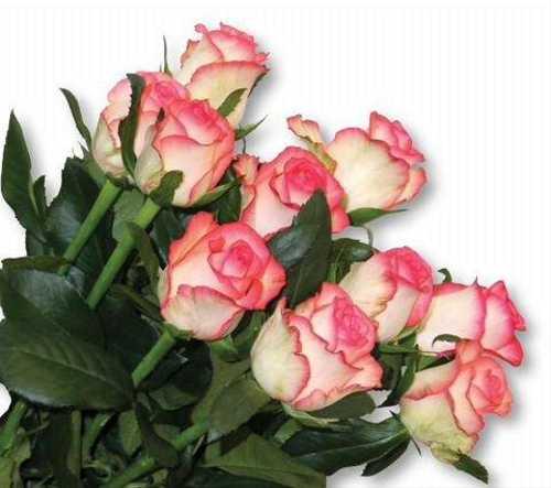 Цветы розы "Джулия" оптом (Армения)