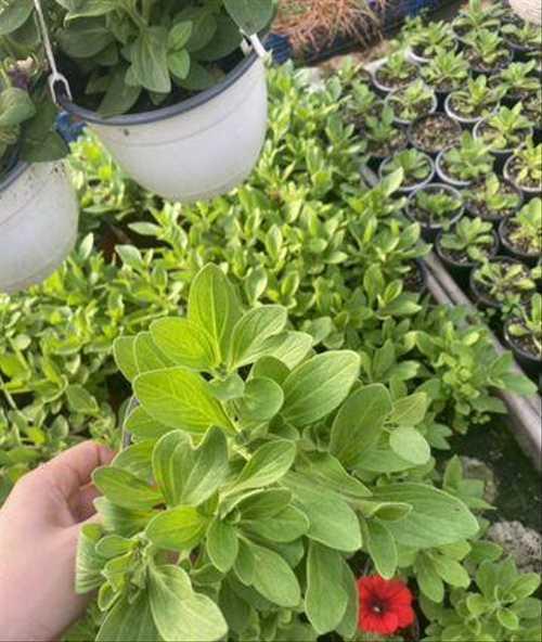 Рассада сурфинии ампельной