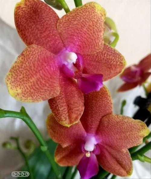 Орхидея фаленопсис Золотой Будда Ароматный