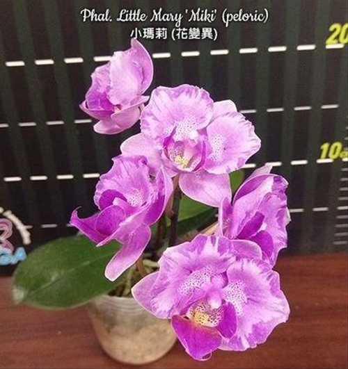 Азиатские орхидеи