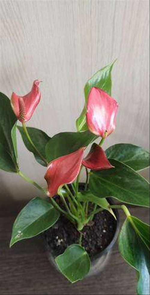 Антуриум мини сорта, микс