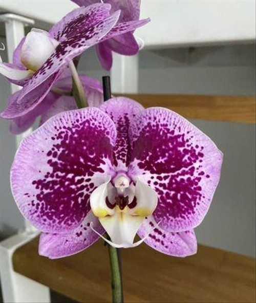 Орхидея фаленопсис. Тестовый сорт