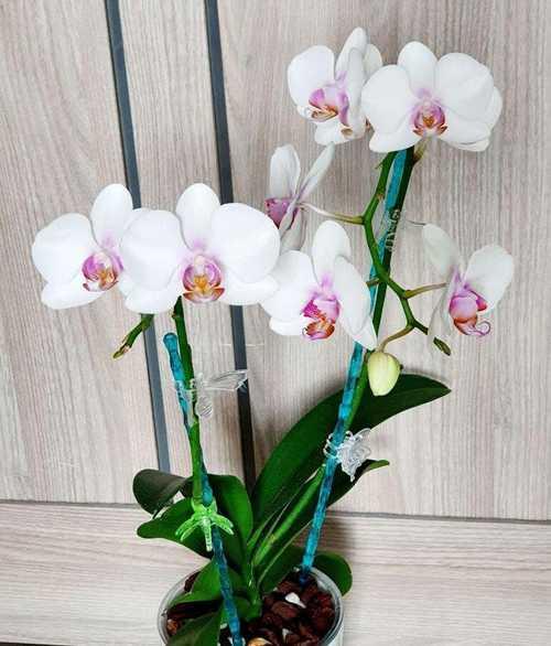 Орхидея. Фаленопсис Miki smile