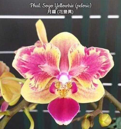 Орхидея азиат Phal. Sogo Yellowtris (peloric)