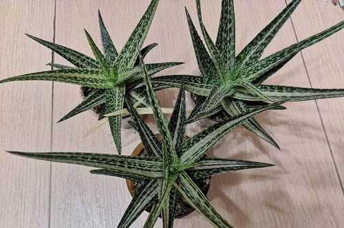 Aloe hybrid variegata
